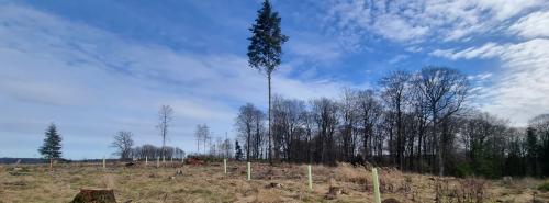 Landes-CDU will Solaranlagen im Wald verbieten | E&M
